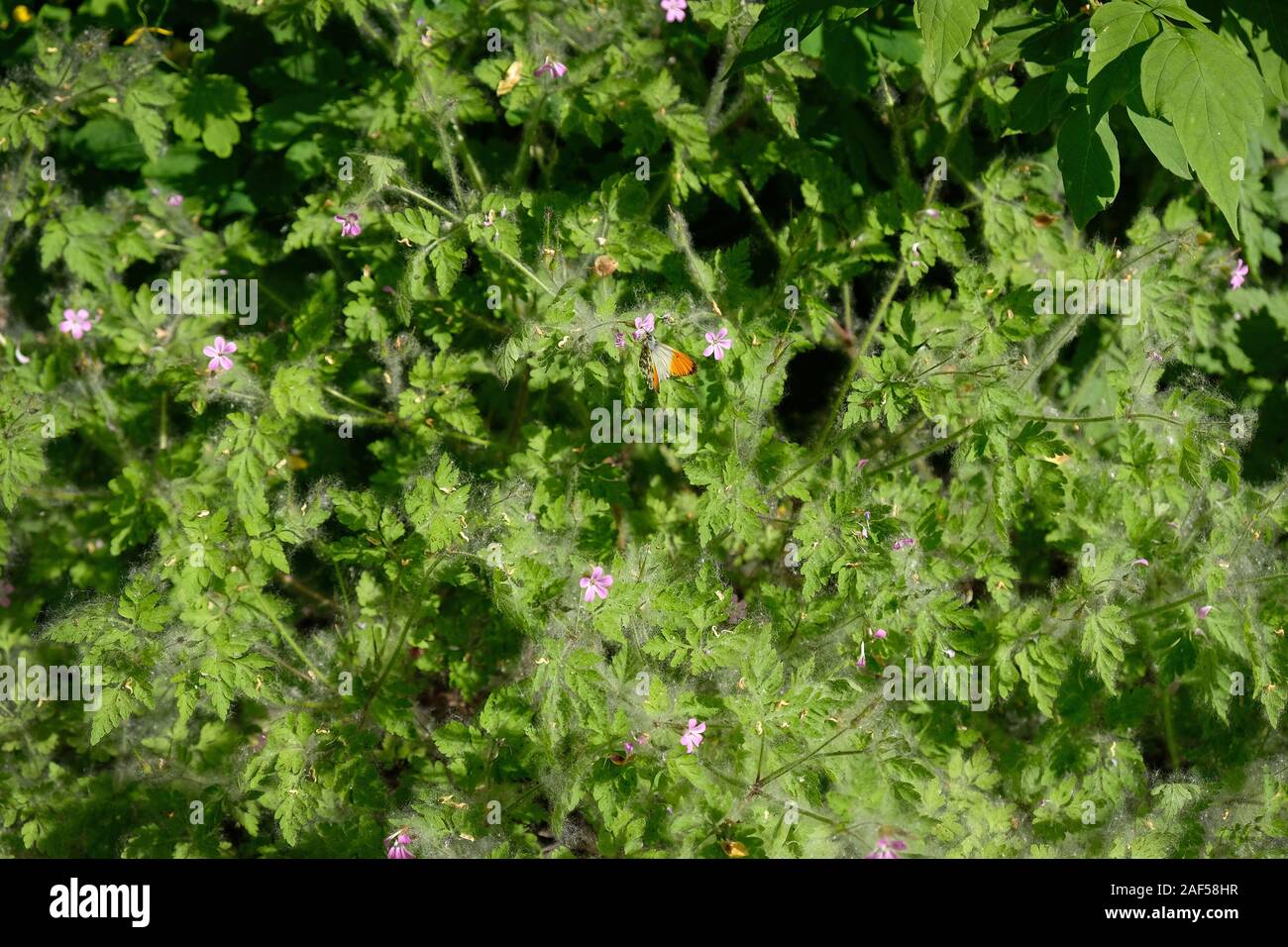 Grass in the park covered with poplar fluff. The period of flowering ...