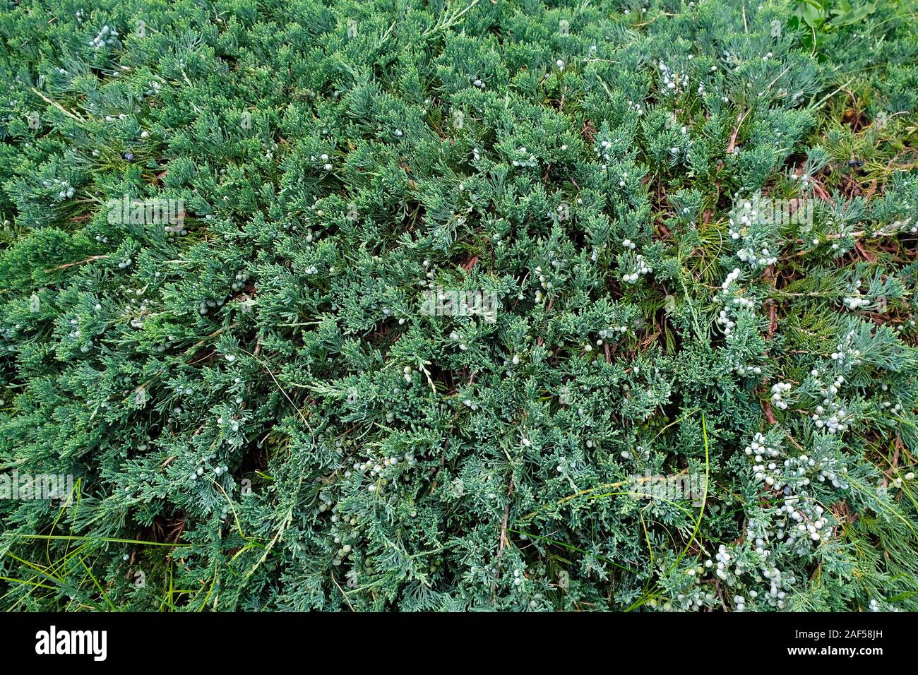 Large juniper tree with berries. The branches of evergreen shrub of the ...