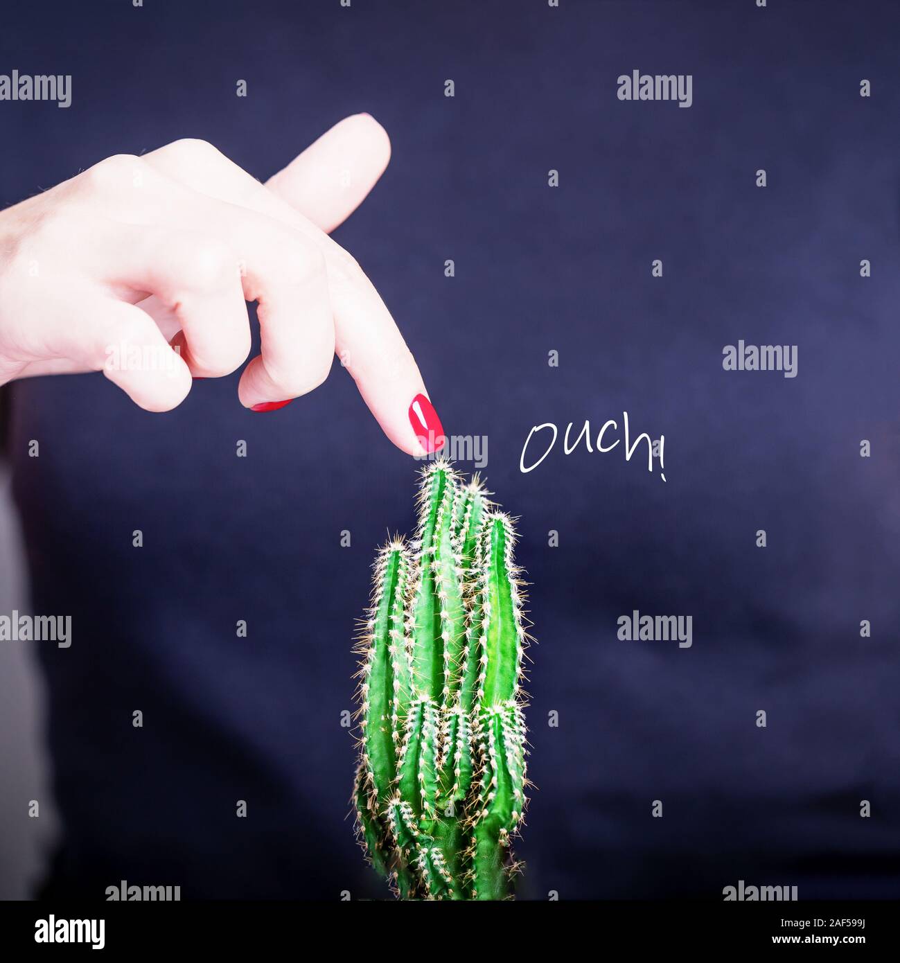 Female hand with red nail polish and green cactus. Ouch. Prickly prick ...