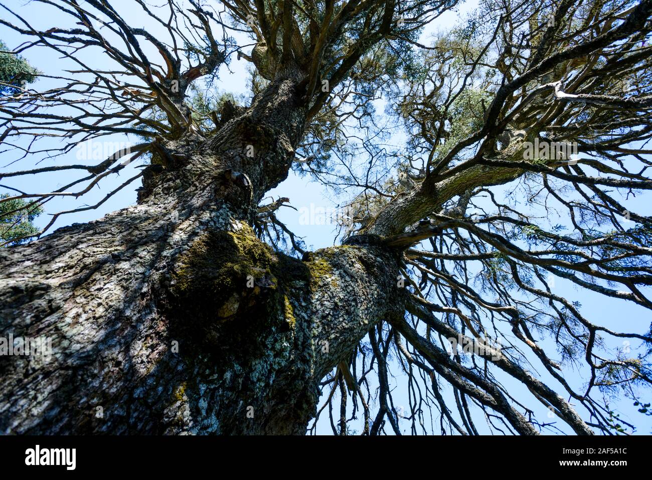 Natural Monument of Pinsapo de la Escalereta, Parauta, Malaga, Spain ...