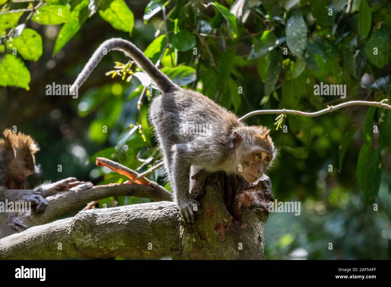 Young Macaque monkey (Macaca Fascicularis), crouched on tree limb ...