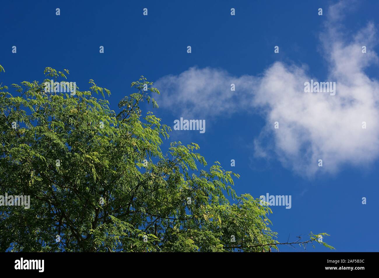 Moringa medicinal tree with blue sky and cloud Stock Photo - Alamy