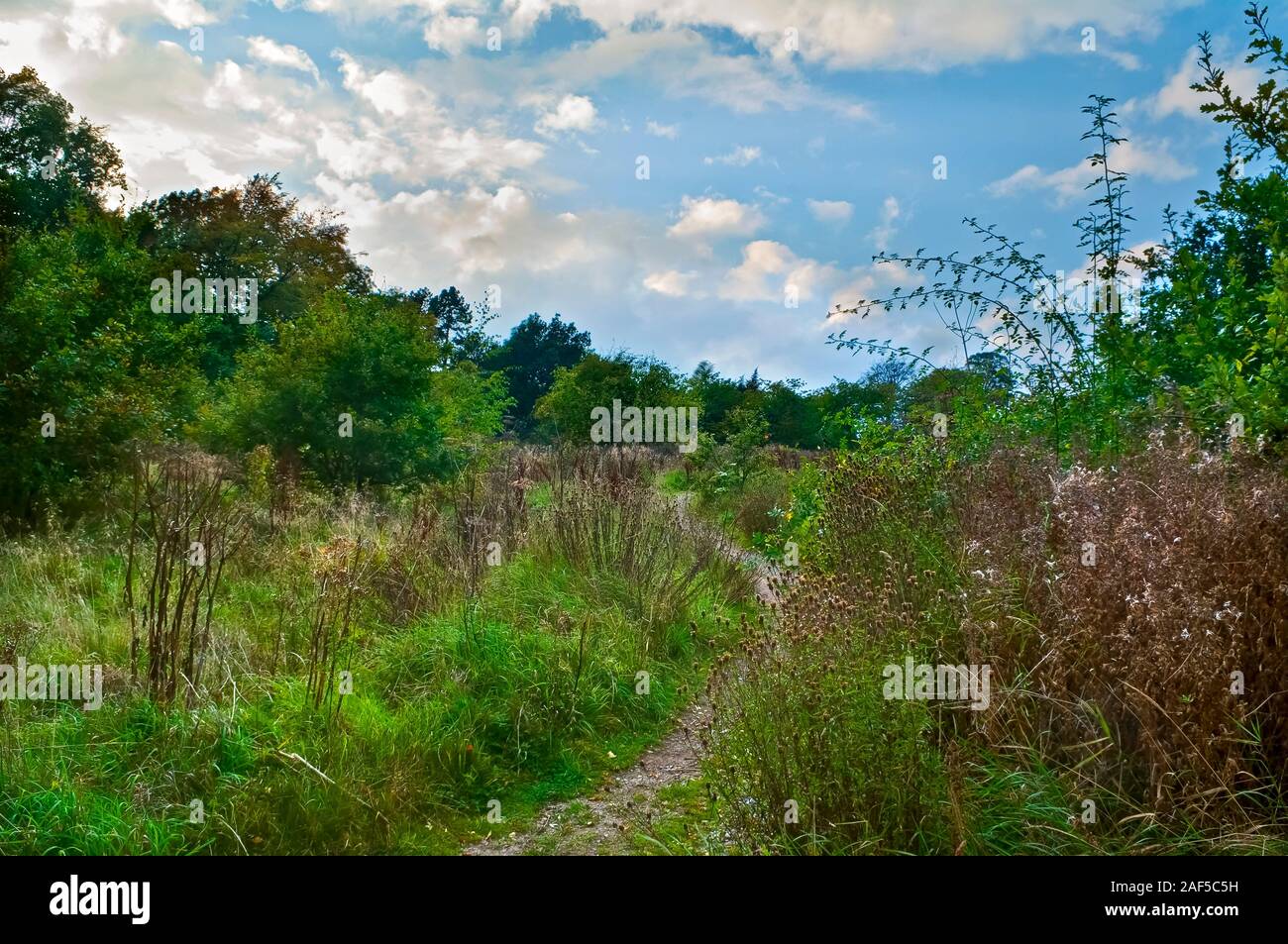 Semi shade plants hi-res stock photography and images - Alamy