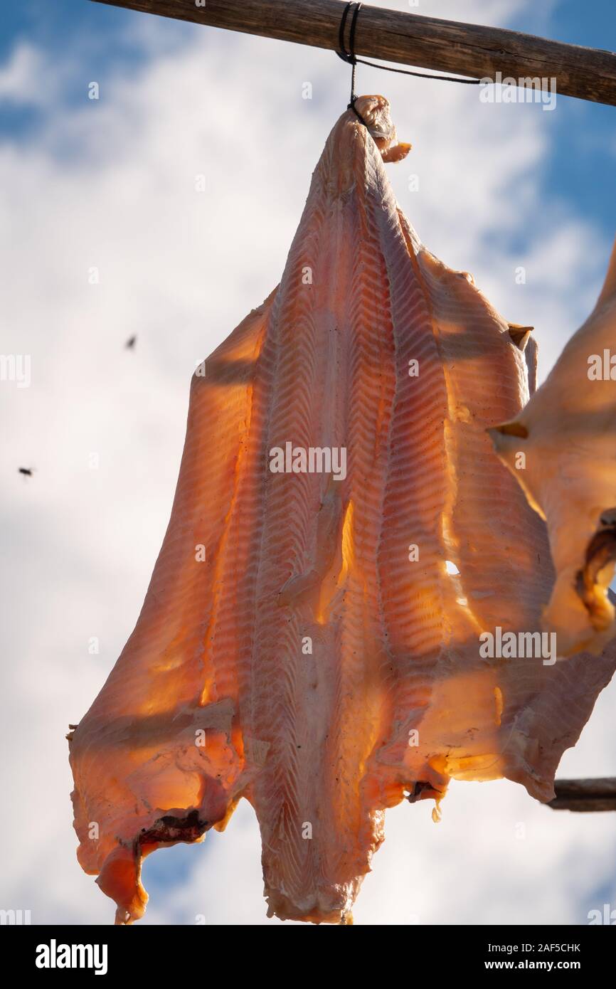 Fish hanging up to dry on fishing boats in the port of Camara De Lobos ...