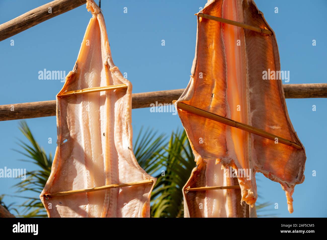 Fish hanging up to dry on fishing boats in the port of Camara De Lobos ...