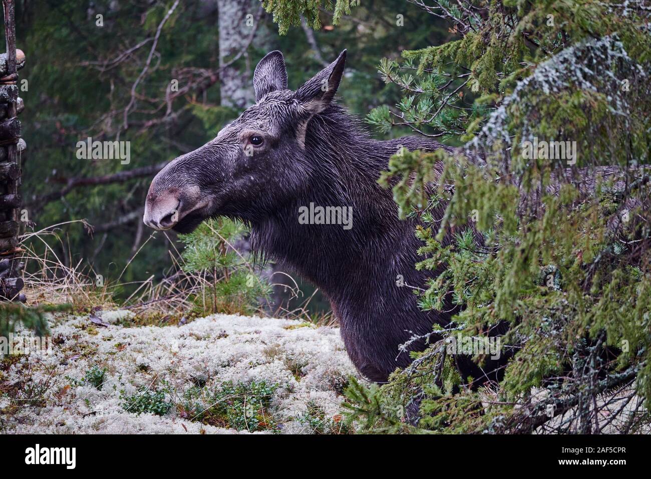 Two large pine trees hi-res stock photography and images - Alamy