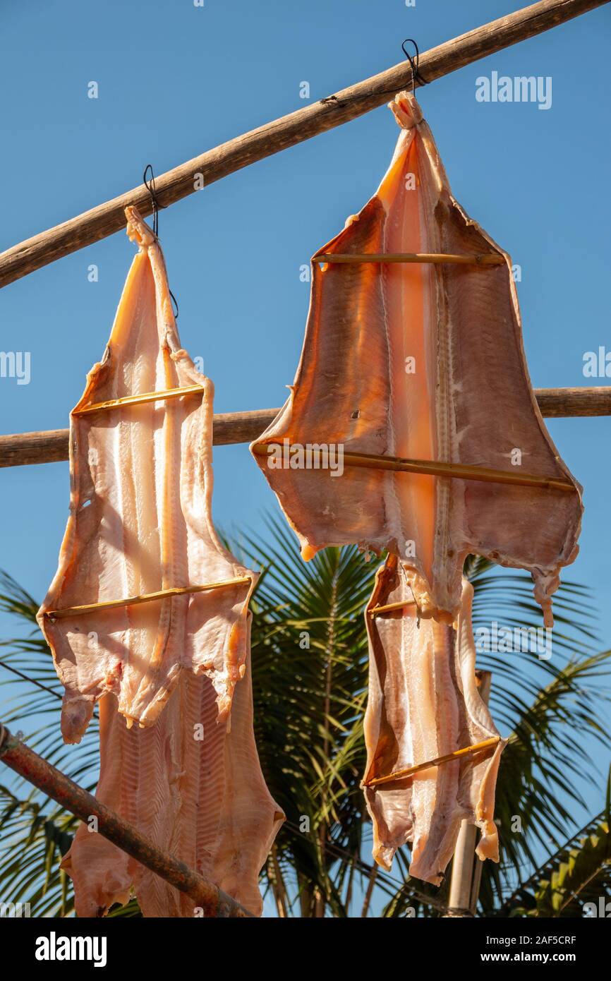 Fish hanging up to dry on fishing boats in the port of Camara De Lobos ...