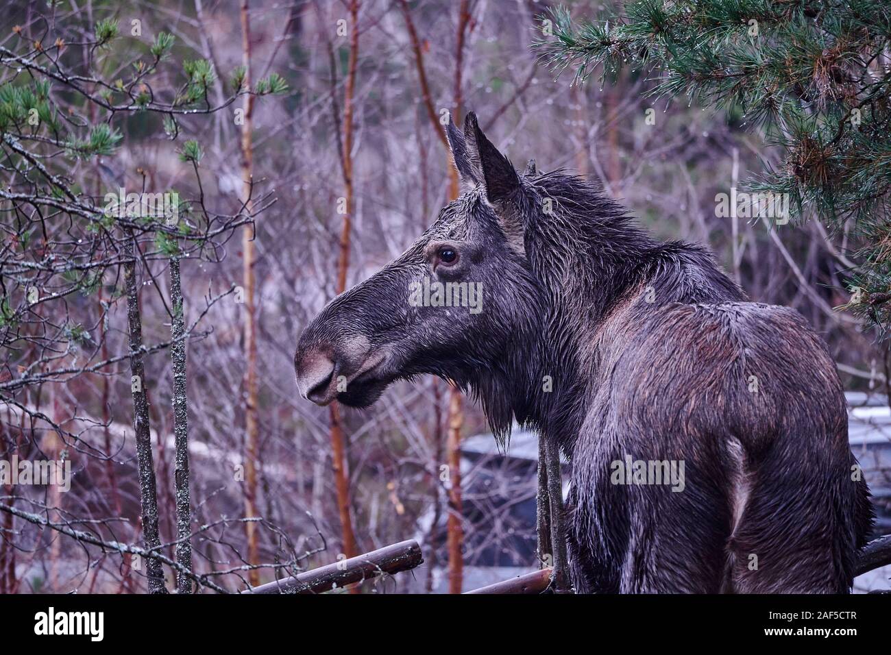 Mighty moose hi-res stock photography and images - Alamy