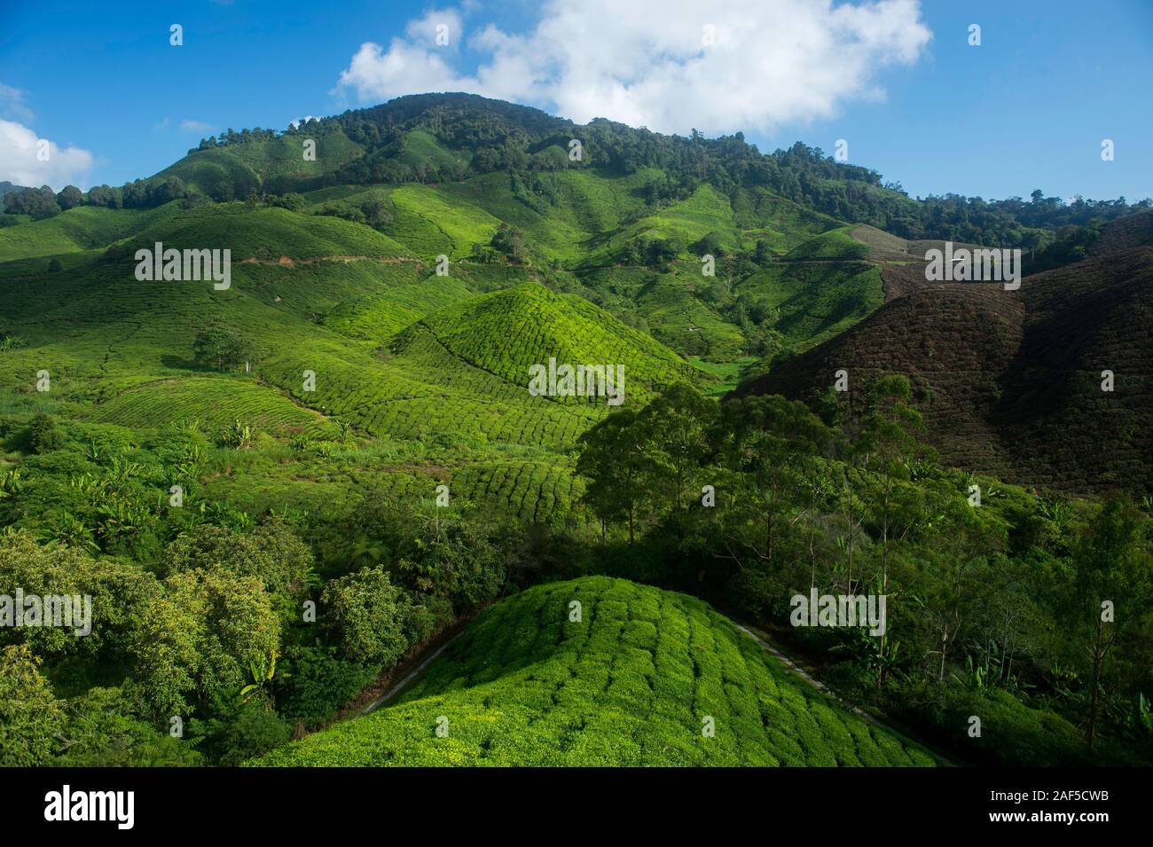 Tea Valley at early in the morning Stock Photo - Alamy