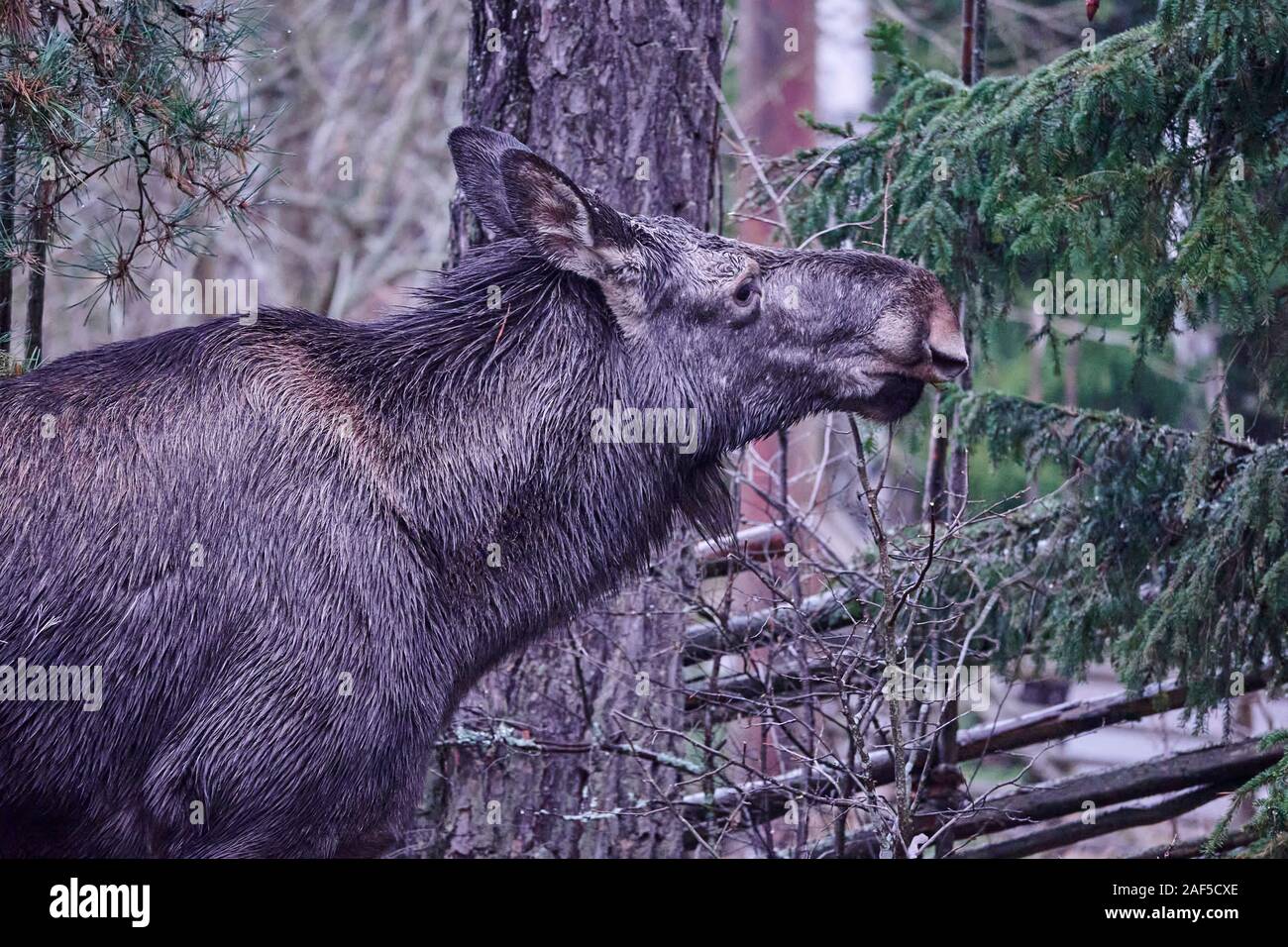 Two moose migrate to our site at Värmdö outside Stockholm. They eat ...