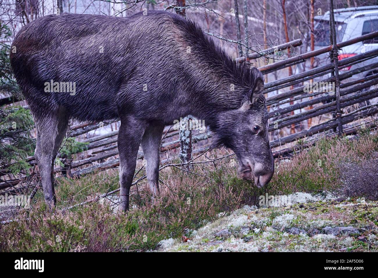 Mighty moose hi-res stock photography and images - Alamy