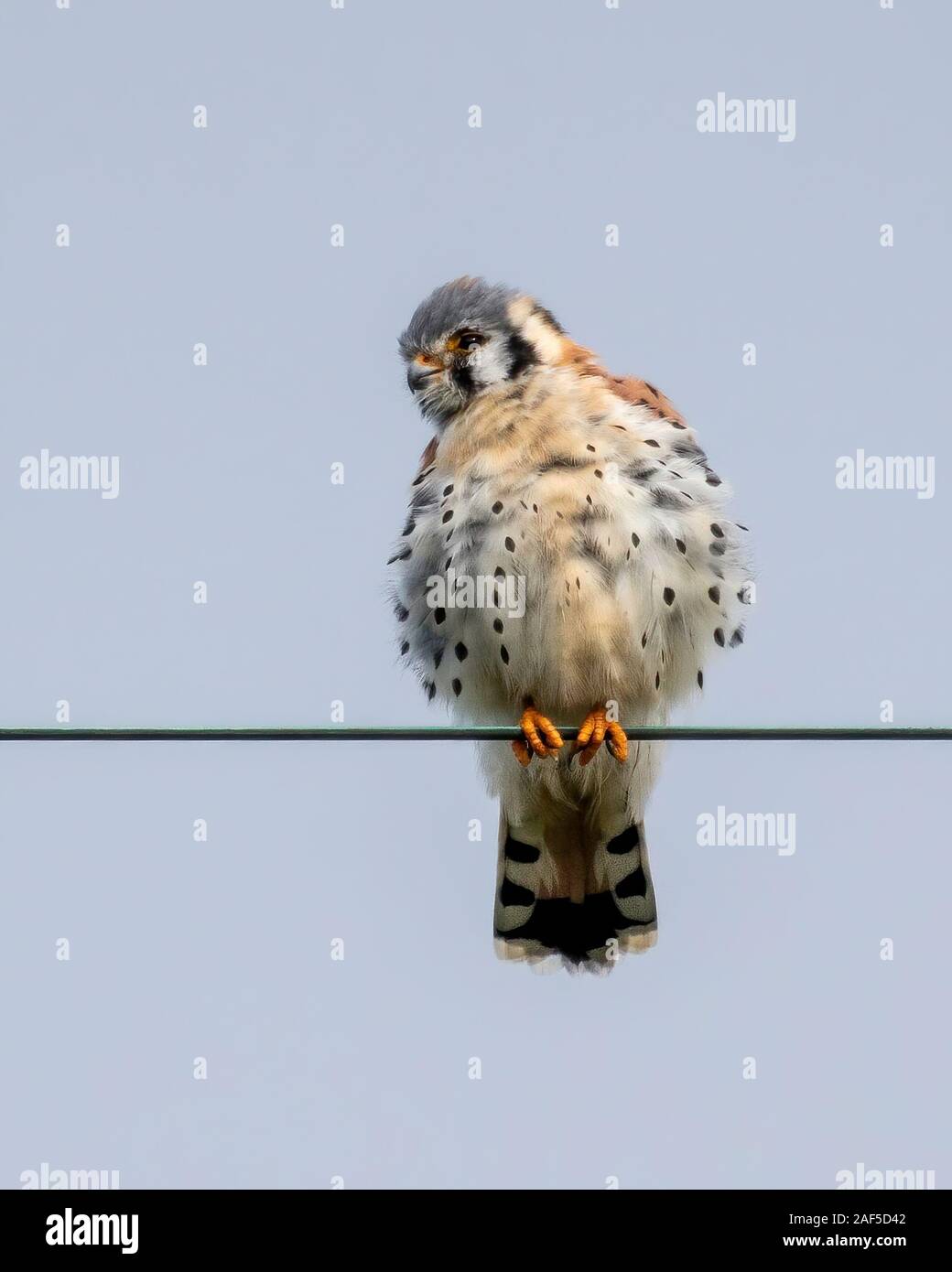 American kestrel on a wire fluffing its feathers up Stock Photo - Alamy