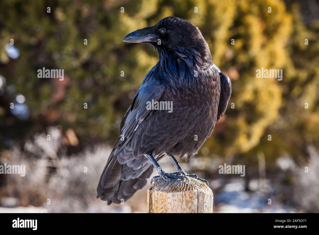 Utah birds hi-res stock photography and images - Alamy