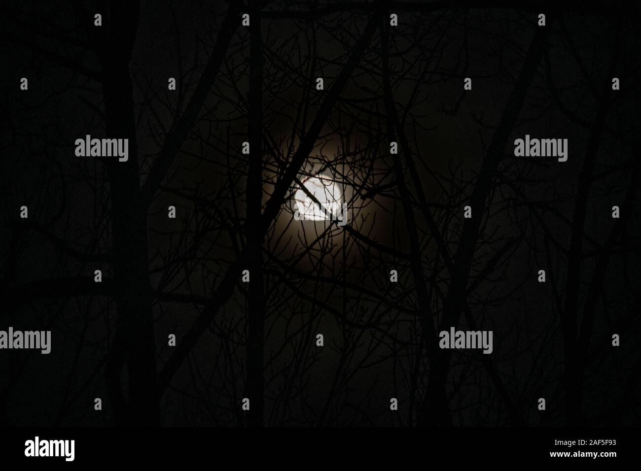 Moon pine tree forest sky hi-res stock photography and images - Alamy