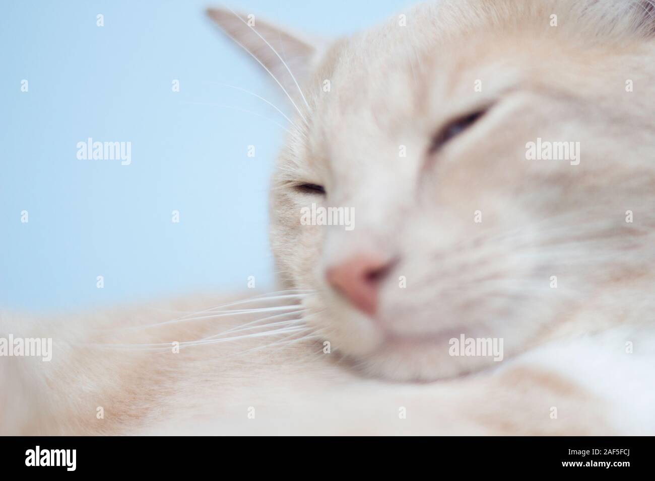 Resting Tan Cat Stock Photo - Alamy