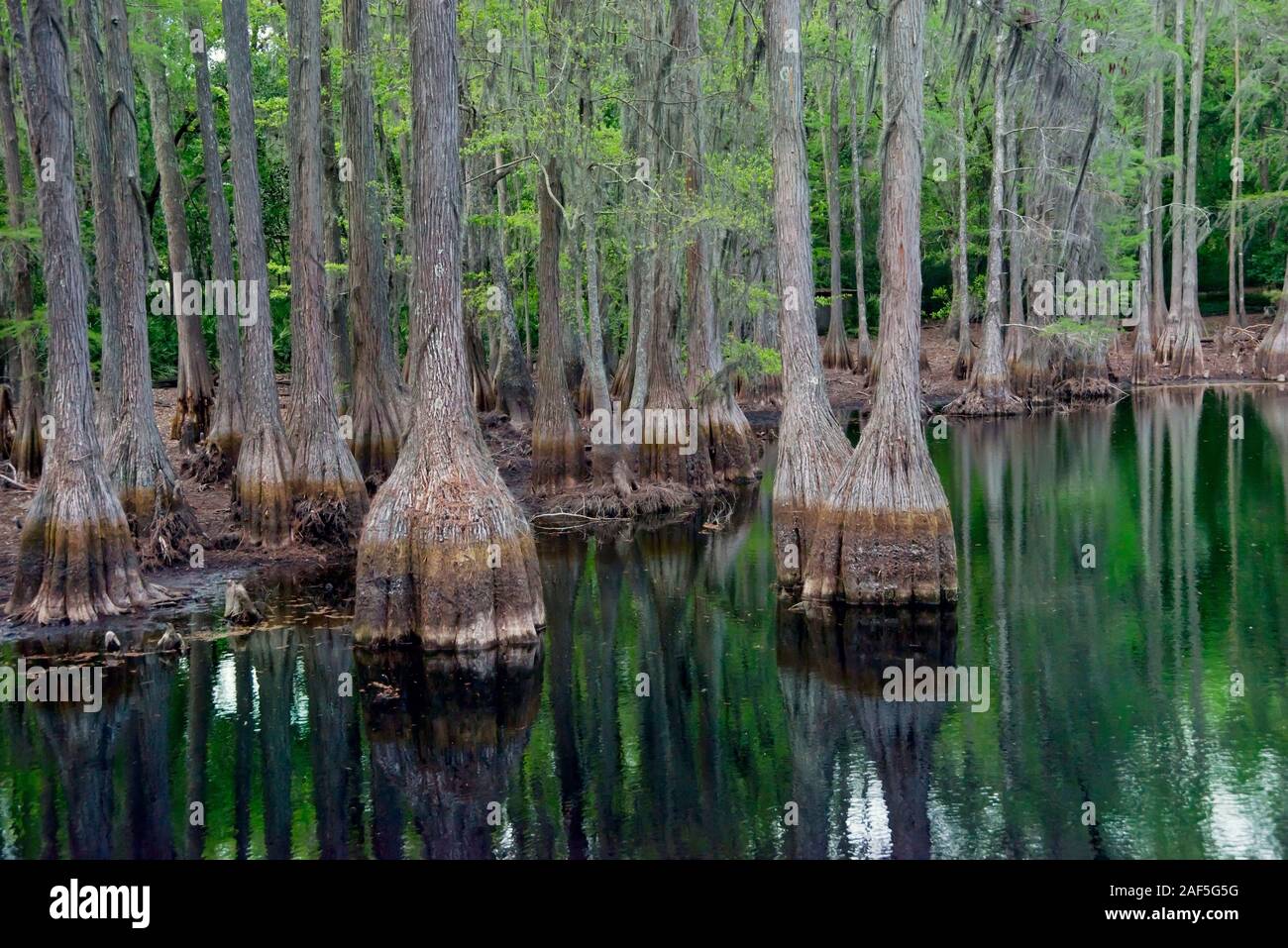 Cypress trees in Florida swamp with reflection Stock Photo - Alamy