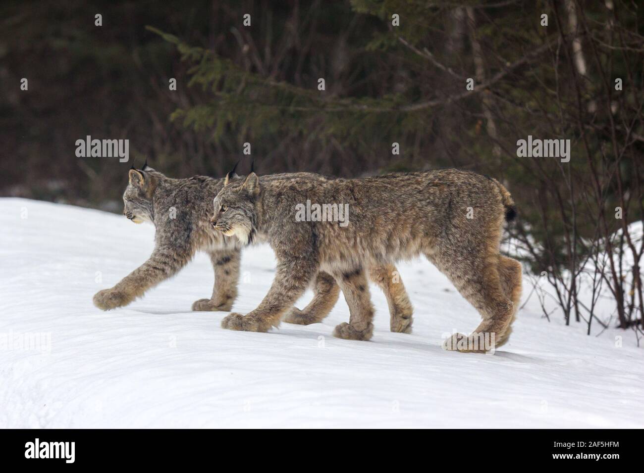 Lynx hare hi-res stock photography and images - Alamy