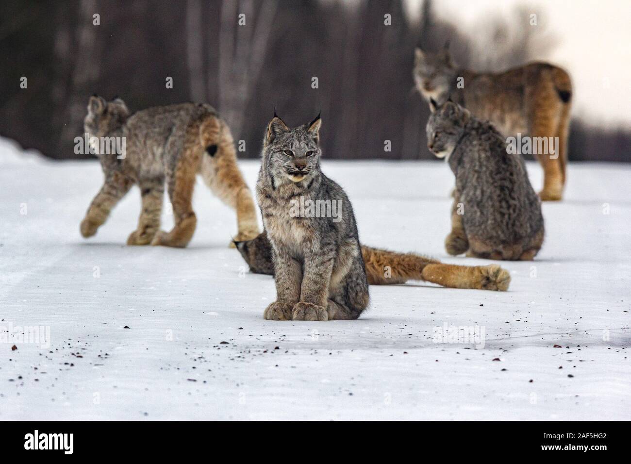 North american lynx winter hi-res stock photography and images - Alamy