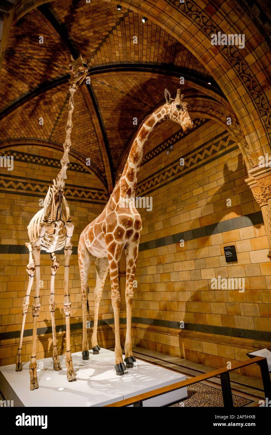 Giraffe and skeleton, alcove, Natural History Museum, London, England ...