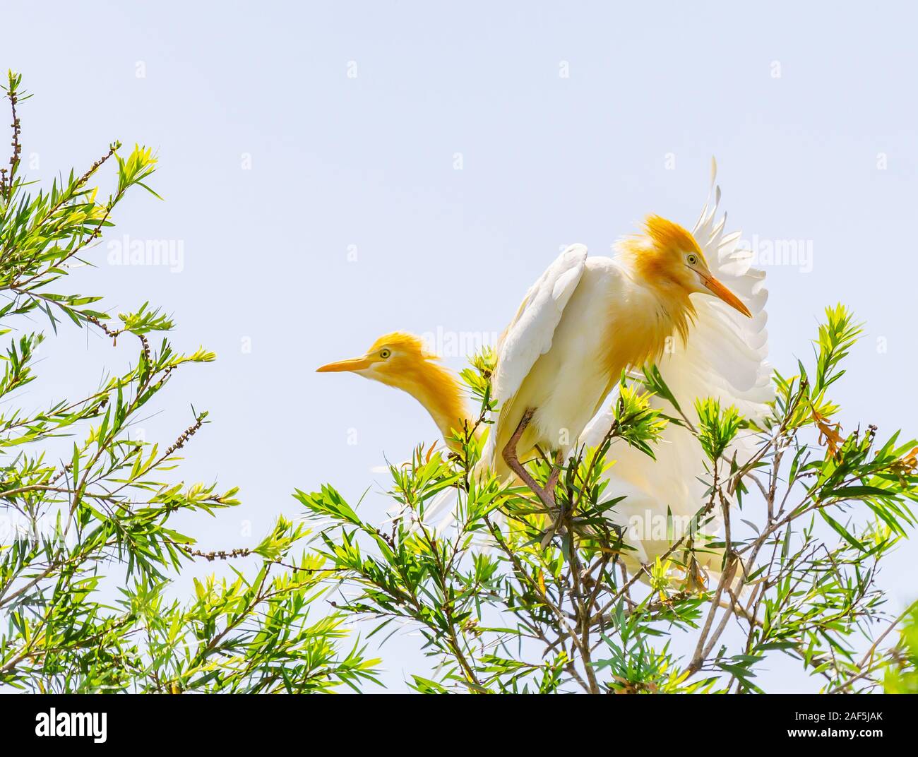 Cattle egret in breeding coloration in tree where they have gathered ...