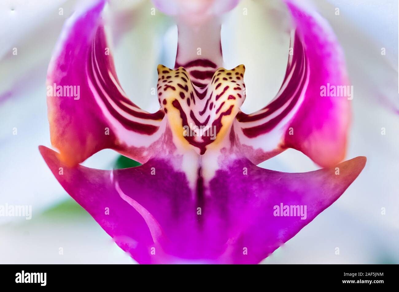 Macro photo of the labellum, callus and throat of a Phalaenopsis orchid ...