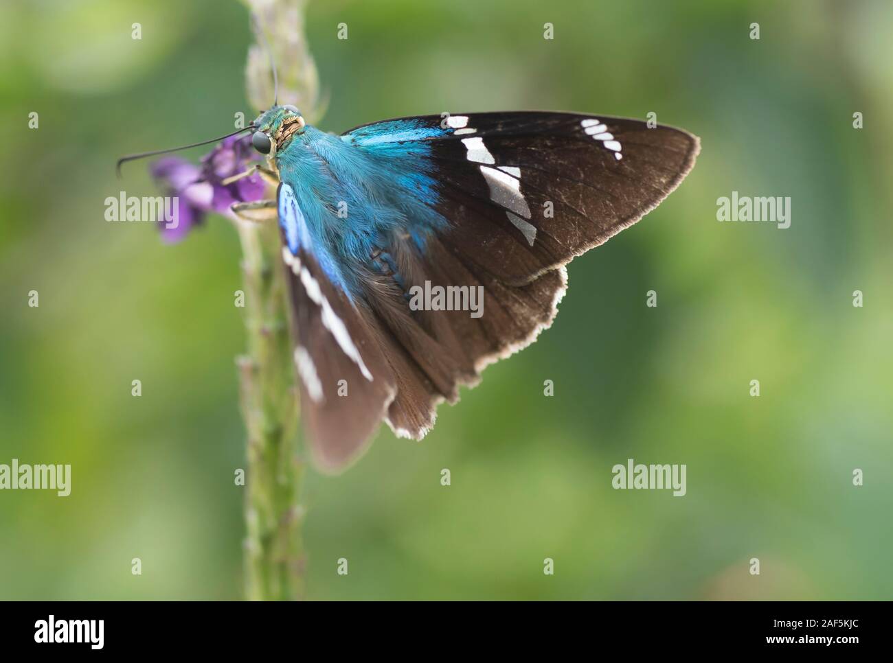 Guanacaste costa rica butterflies hi-res stock photography and images ...