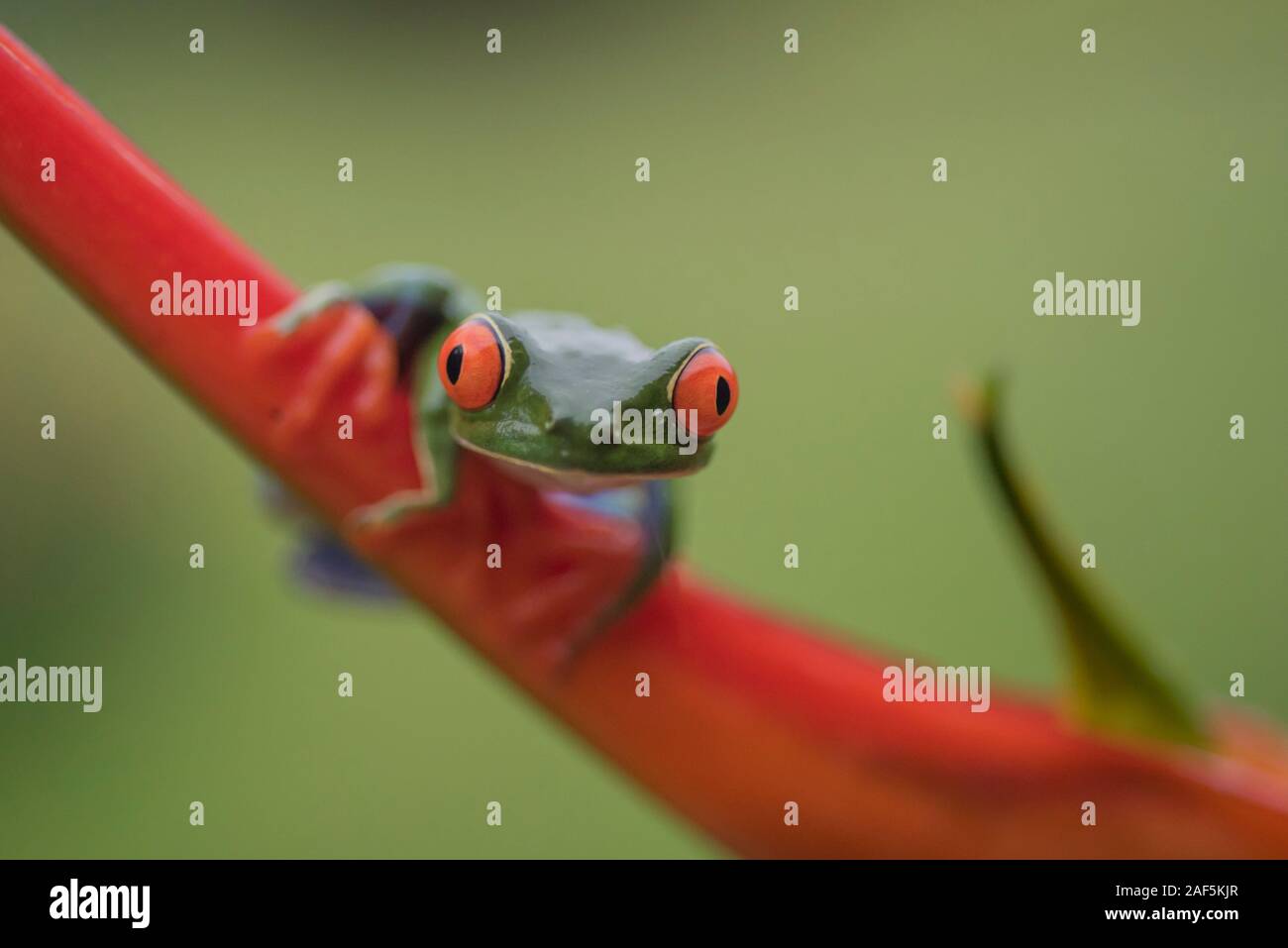 A Red-eyed tree frog in Costa Rica Stock Photo - Alamy