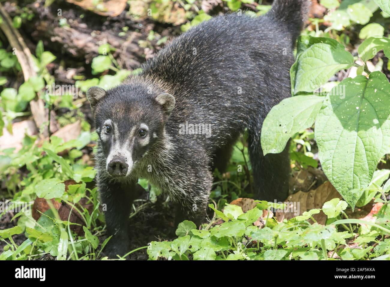 A white nosed coati in Costa Rica Stock Photo - Alamy