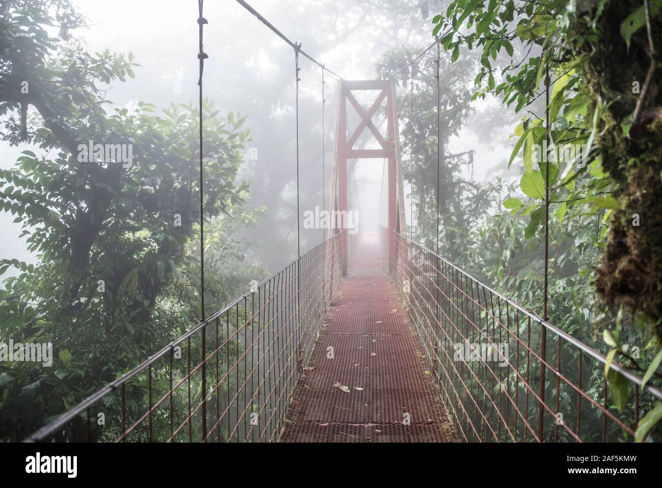 A bridge in the Monteverde Cloud Forest biological reserve Costa Rica ...