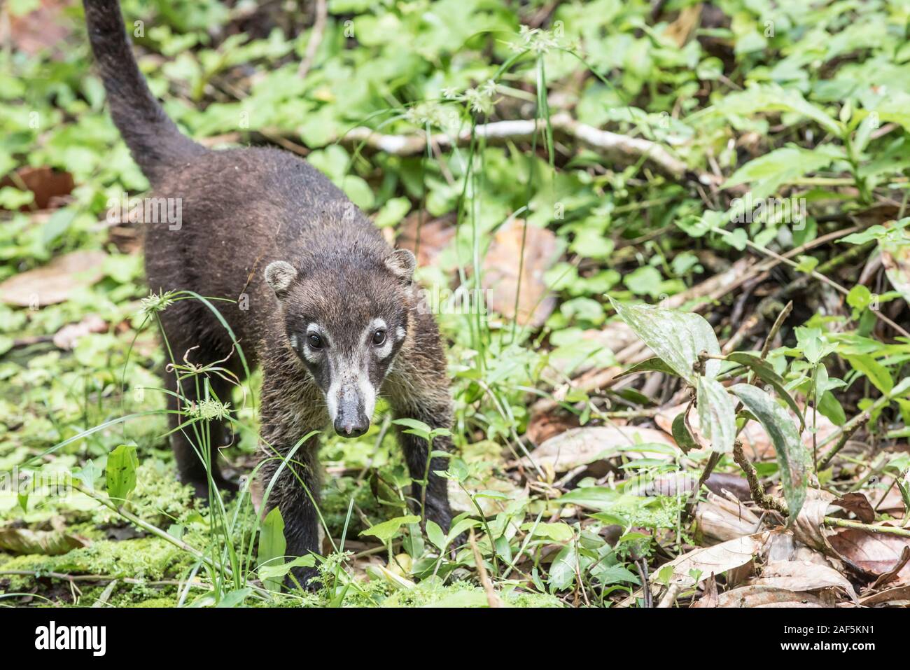 A white nosed Coati in Costa Rica Stock Photo - Alamy