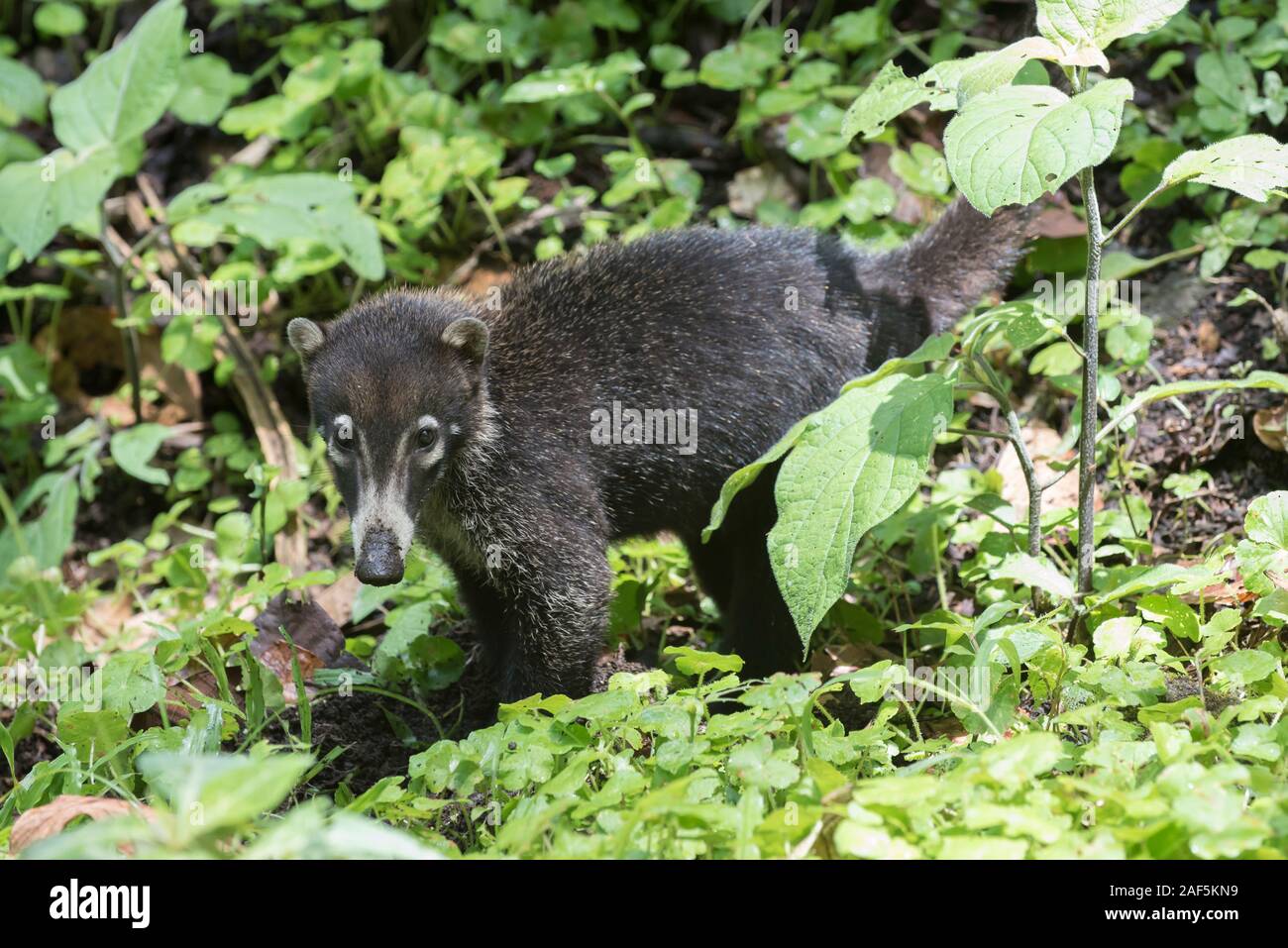 A white Nosed Coati in Costa Rica Stock Photo - Alamy