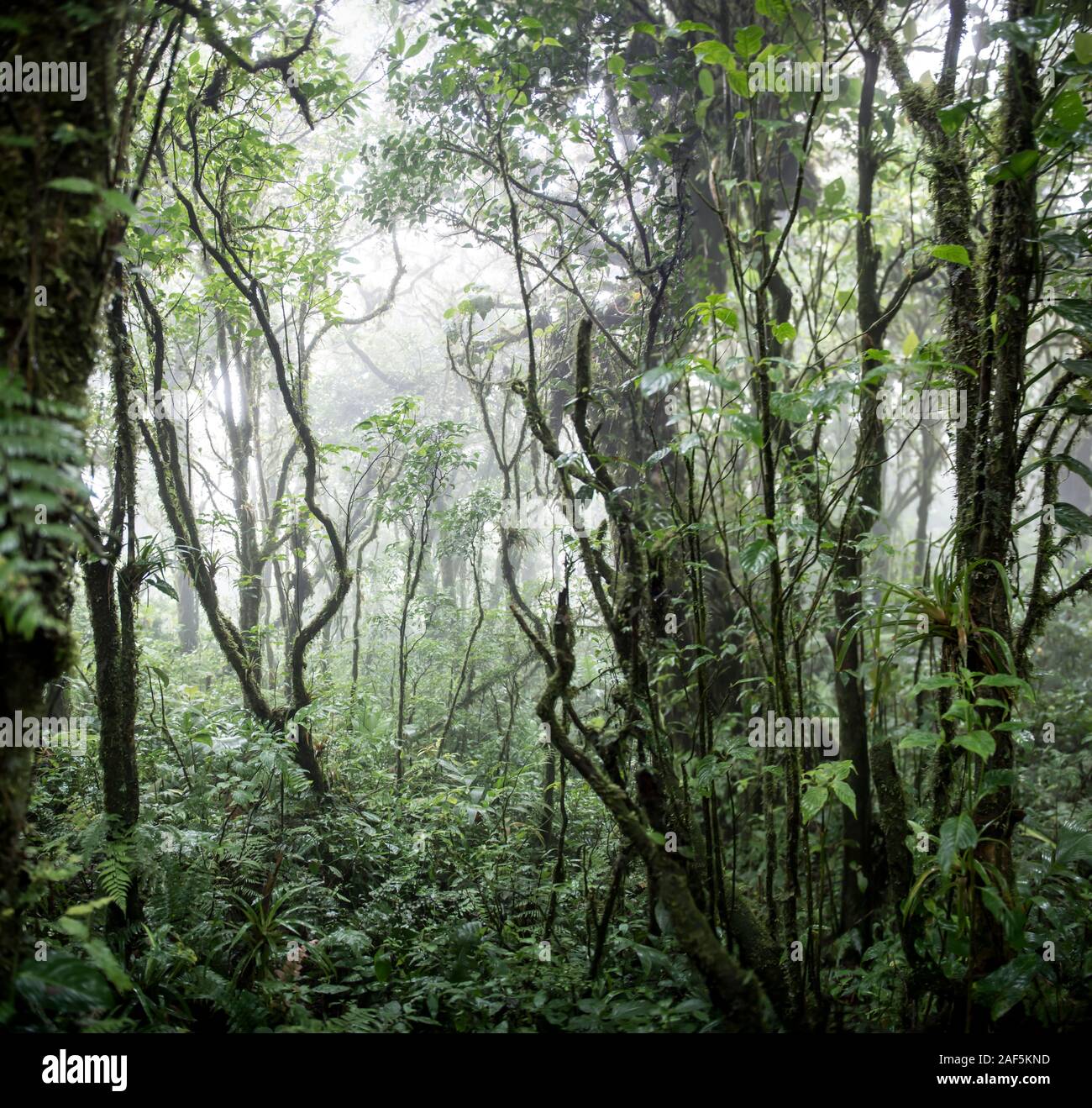 The jungle of the Monteverde Biological Reserve in Costa Rica Stock ...
