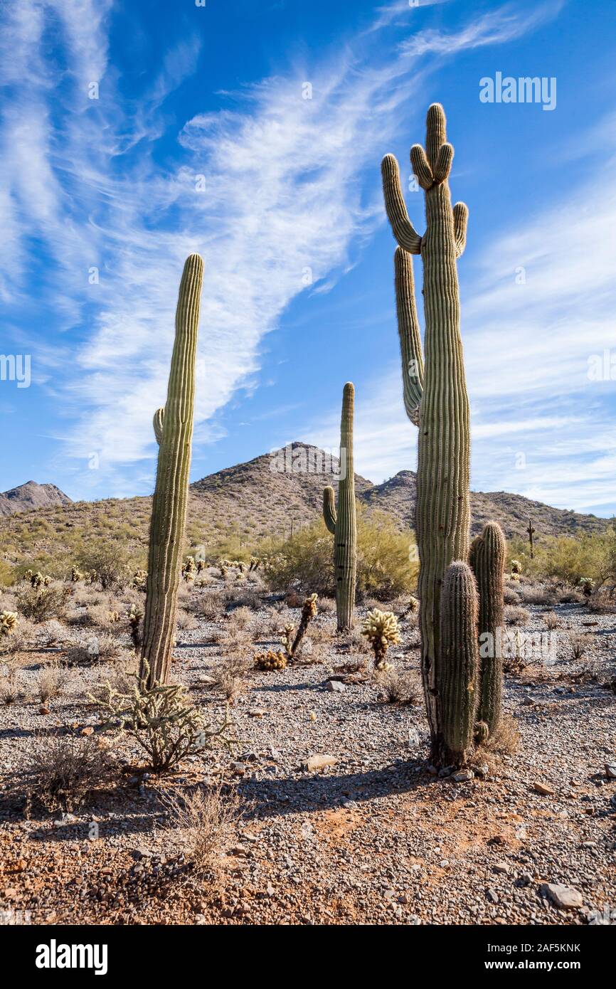 mcdowell-sonoran-preserve-gateway-trail-hi-res-stock-photography-and