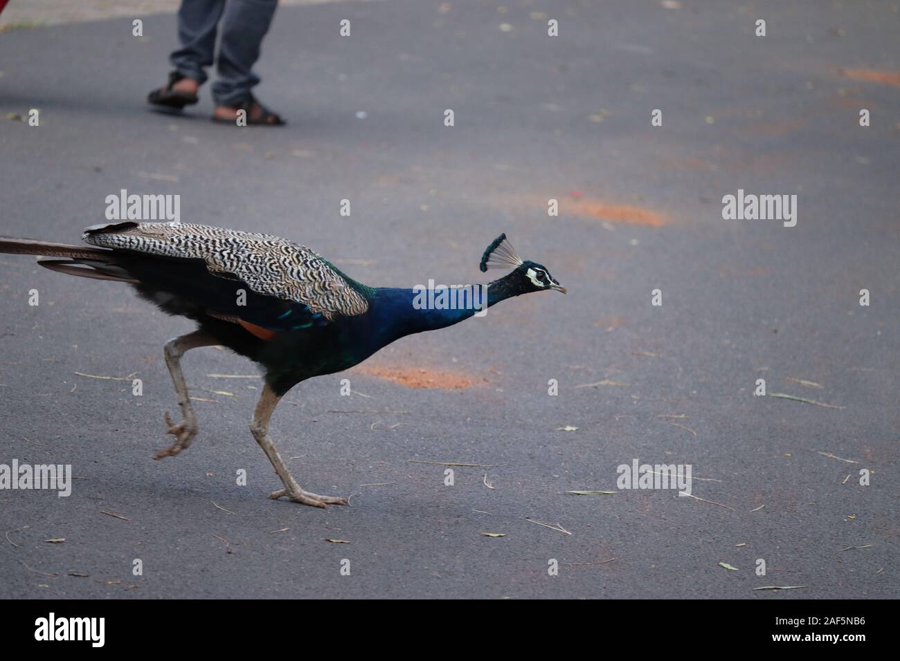 peacock running in the garden.Portrait of a peacock Stock Photo - Alamy