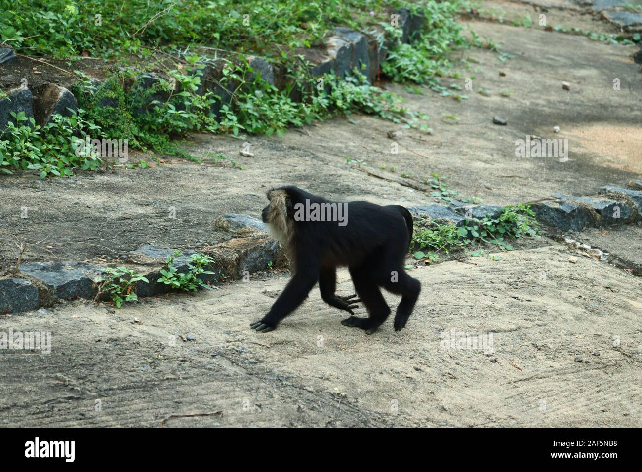 .lion-tailed macaque walking.Portrait of lion tailed macaque, full body ...