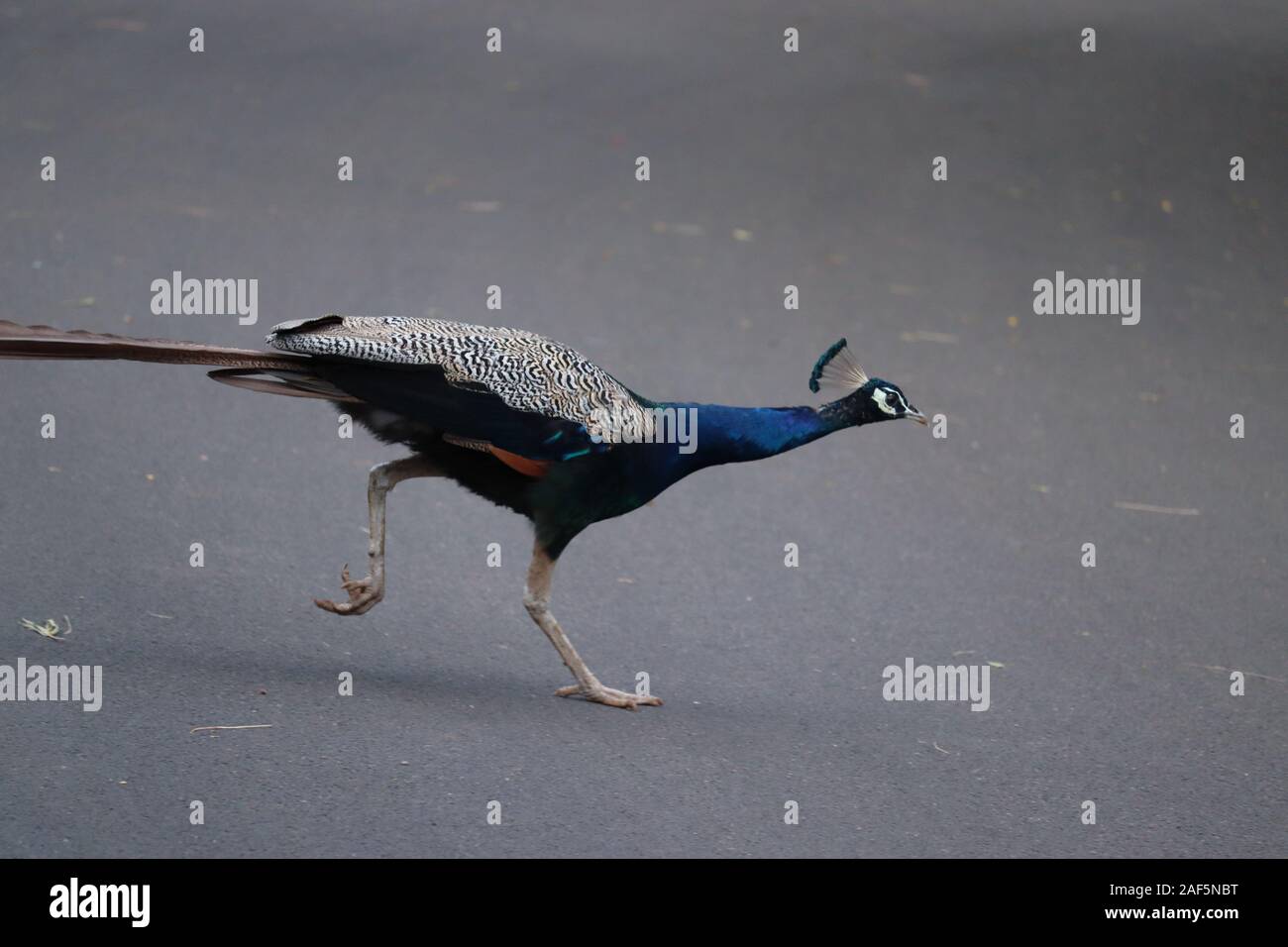 peacock running in the garden.Portrait of a peacock Stock Photo - Alamy