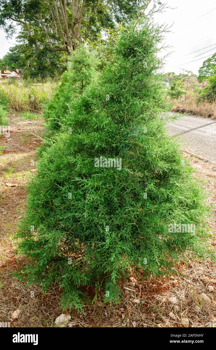 Conifer trees caribbean hi-res stock photography and images - Alamy