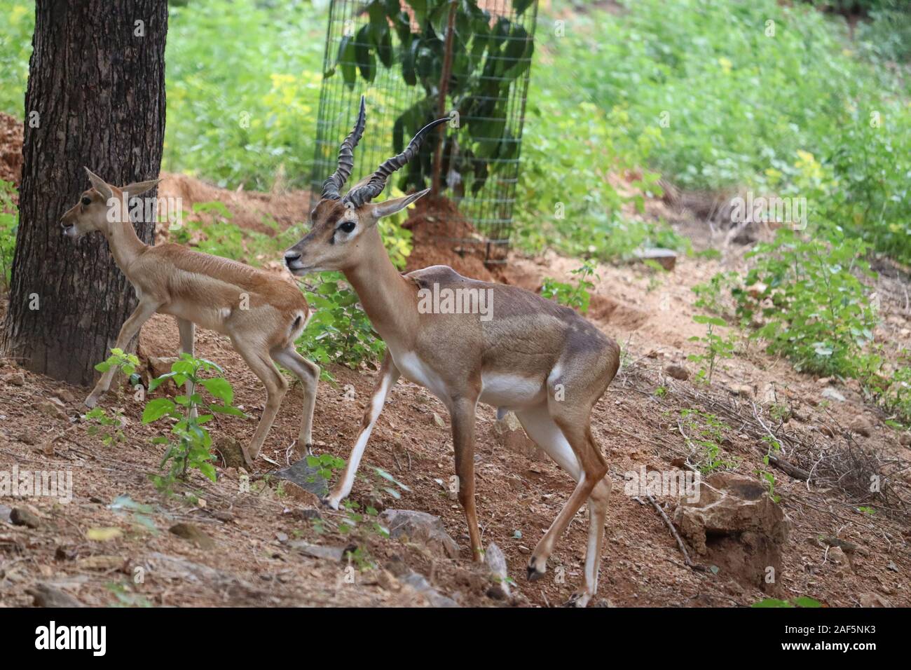Male impala antelope standing on shaded grass Stock Photo - Alamy
