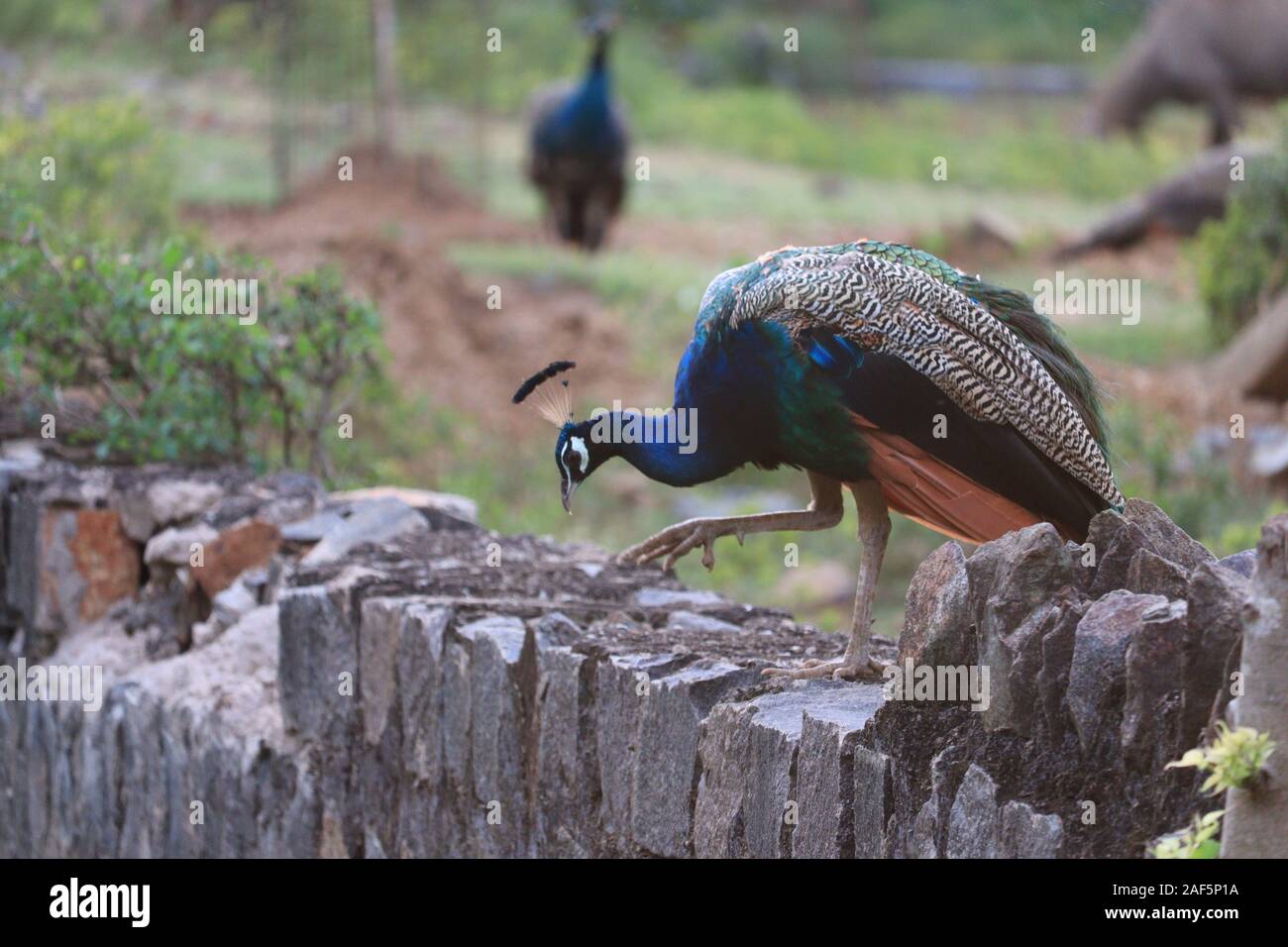 Peacocks are very colorful.Portrait of beautiful peacock with green ...