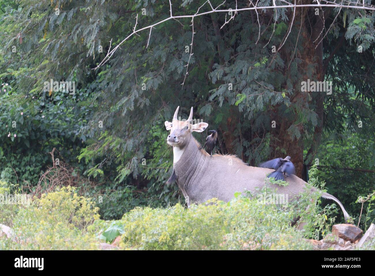 Nilgai blue cow image and wallpaper.Nilgai Antelope, Boselaphus ...