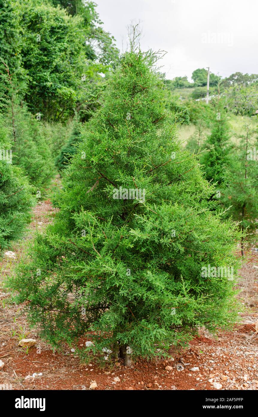 Cone shape hills hi-res stock photography and images - Alamy