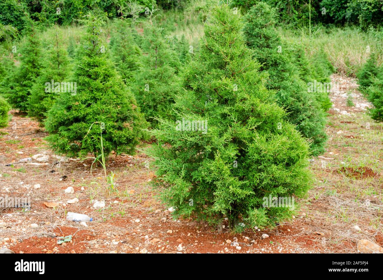 Cluster Of Conifer Trees Stock Photo - Alamy