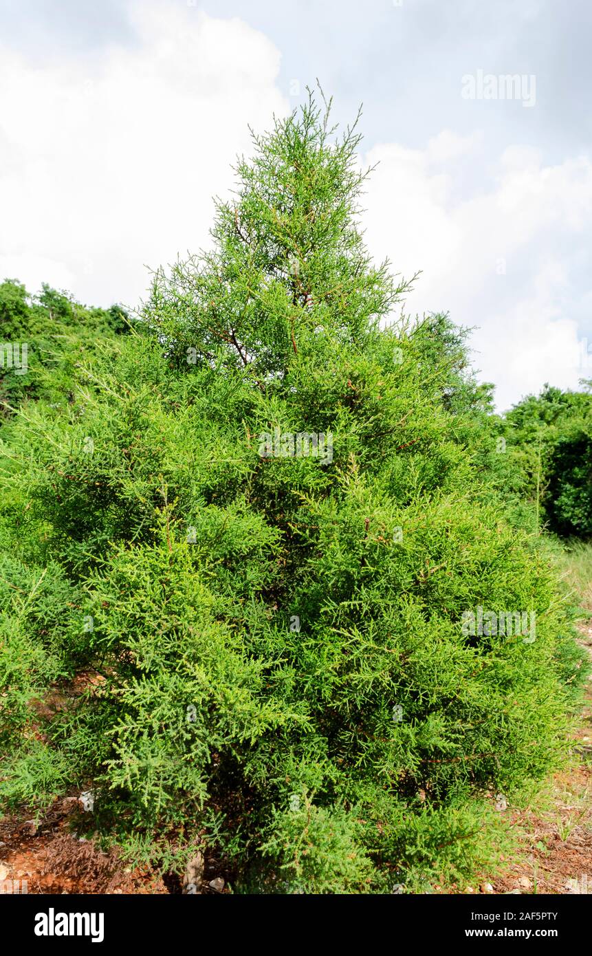 Small ornamental christmas tree hi-res stock photography and images - Alamy