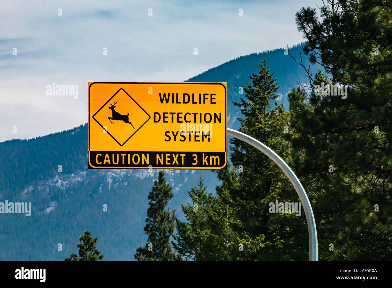 High yellow warning road Sign, wildlife detection system, with deer ...