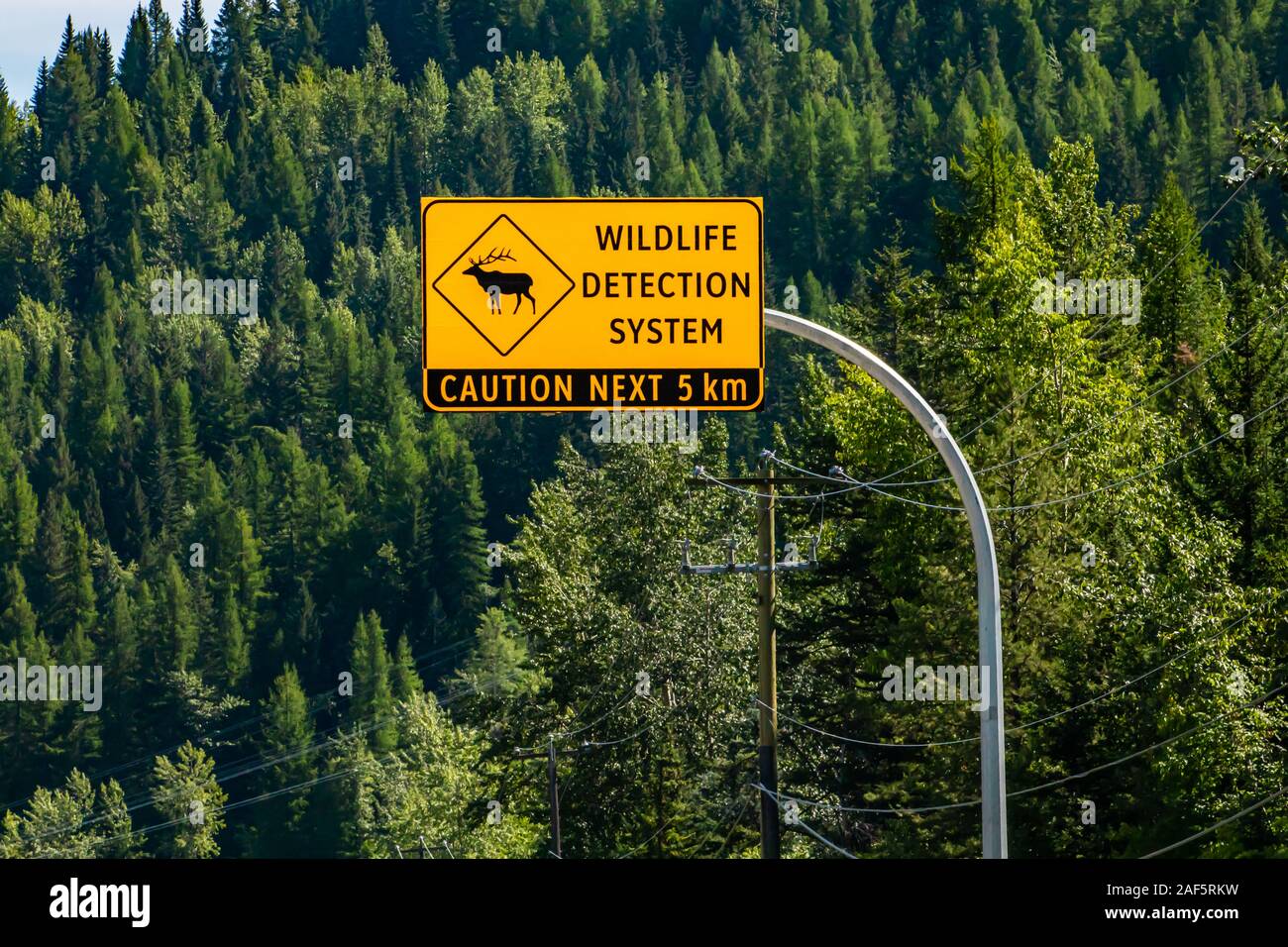 High yellow warning road Sign, wildlife detection system, with elk ...