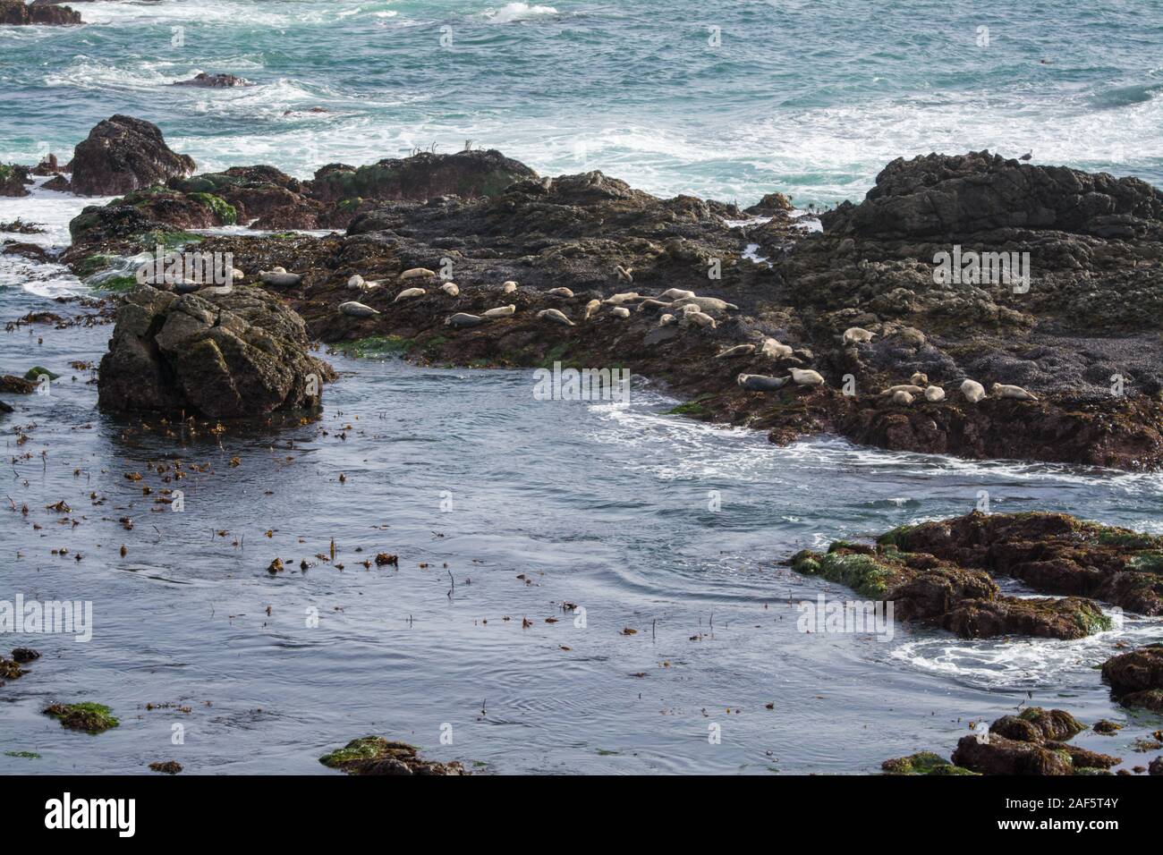 Harbor seals sunbathing on the rocks with turbulent seas Stock Photo ...