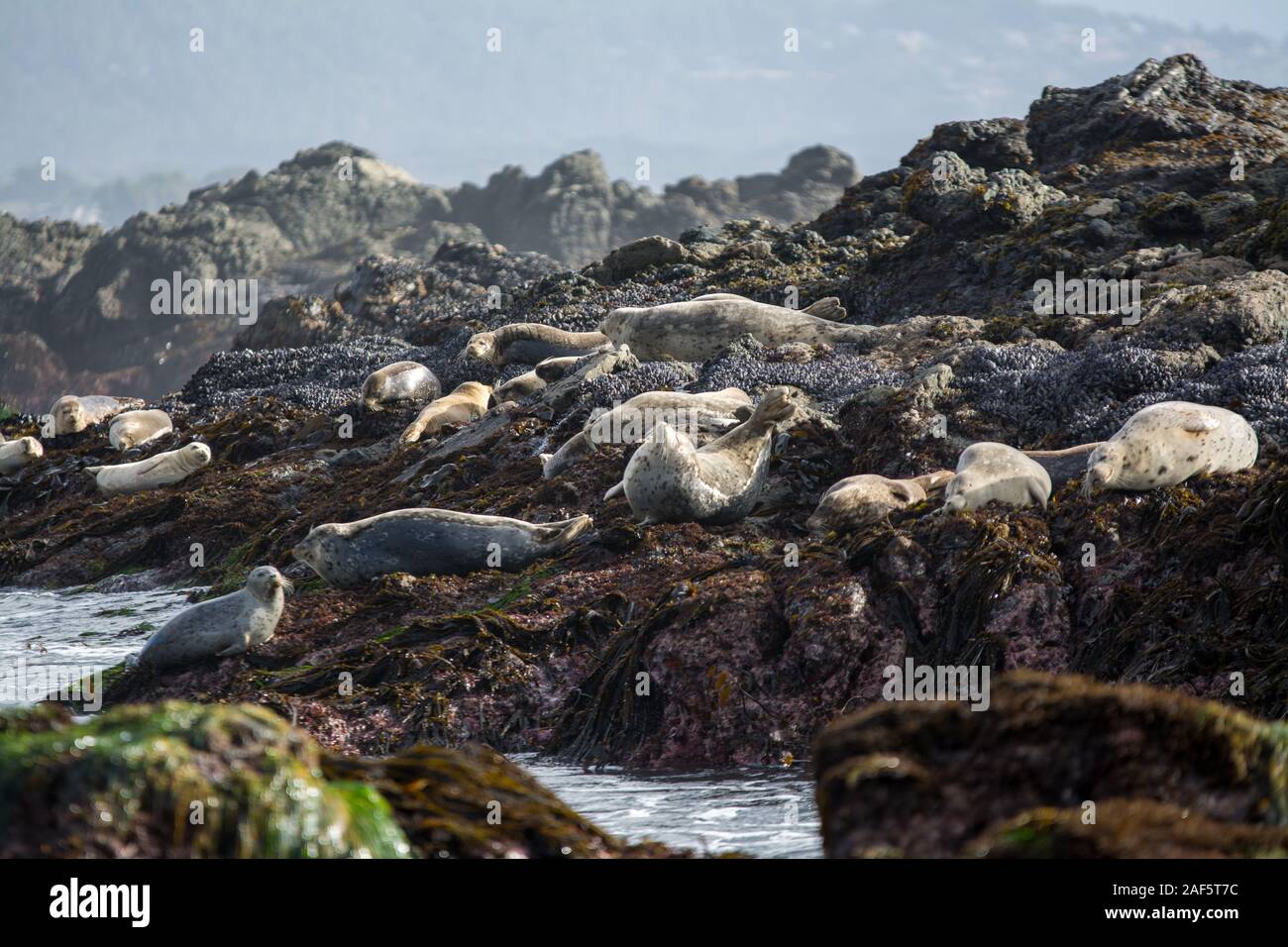 Harbor seals sunbathing on the rocks with turbulent seas Stock Photo ...