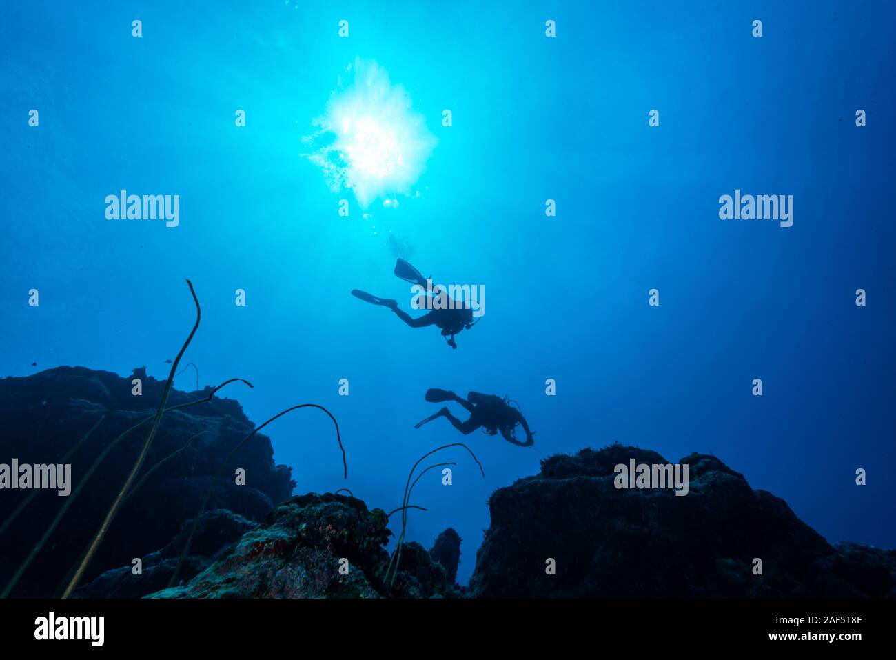 Diving at coral reef of Yap, Micronesia. ( silhouette Stock Photo - Alamy
