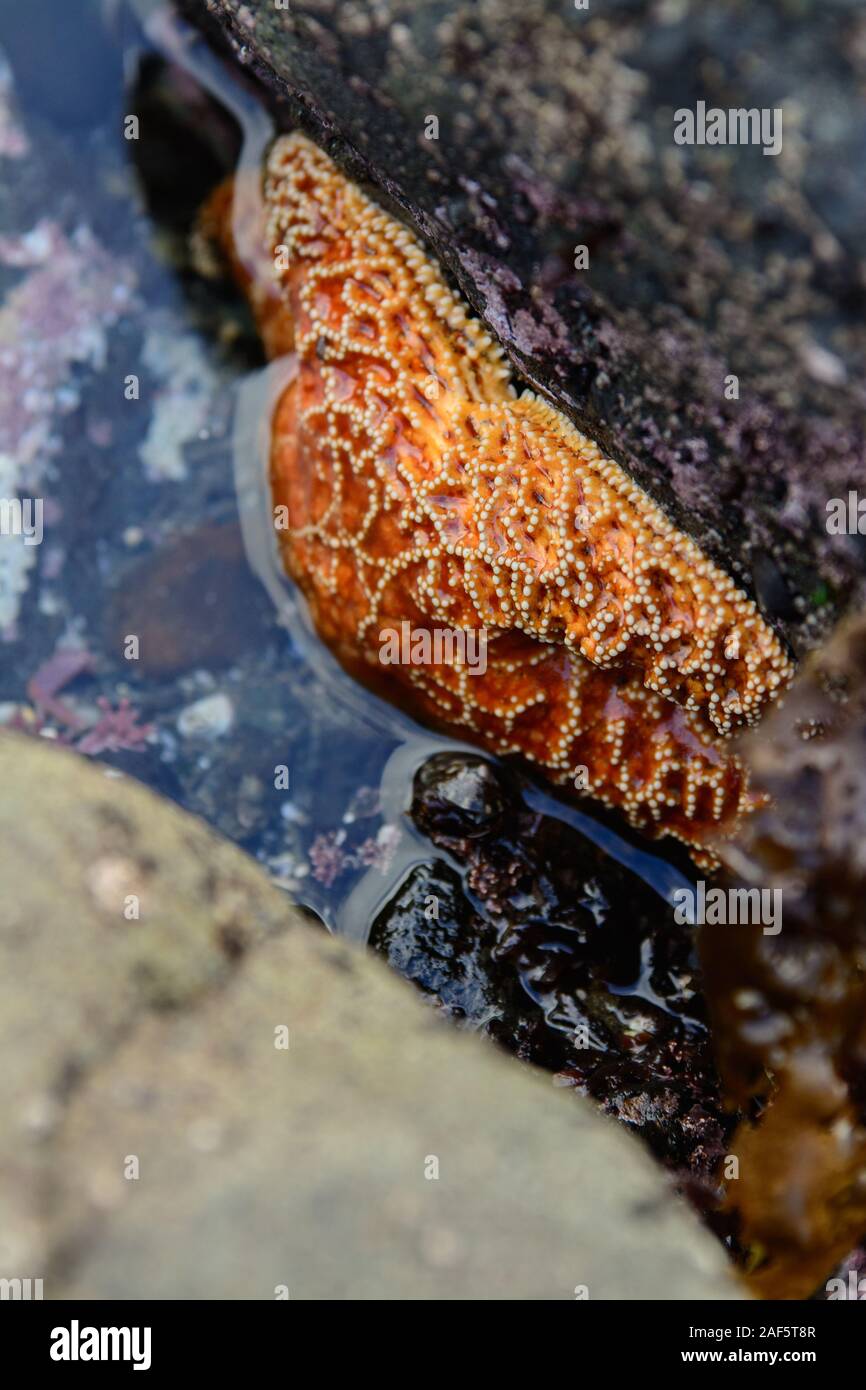 Orange sea star crawling halfway out of water tide pool Stock Photo - Alamy
