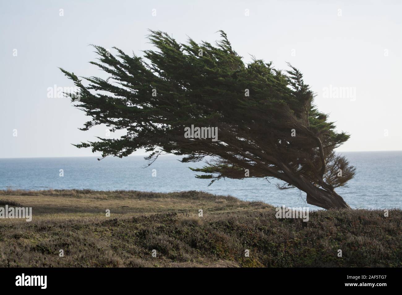 Wind bending tree hi-res stock photography and images - Alamy
